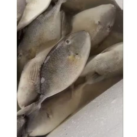 Jual ikan Ayam ayam atau kambing kambing frozen | Shopee Indonesia