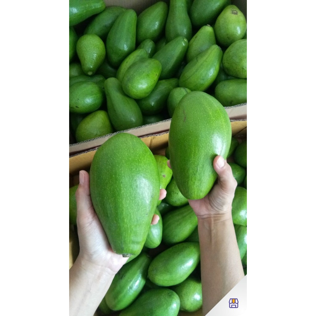 Jual Alpukat mentega super | Shopee Indonesia