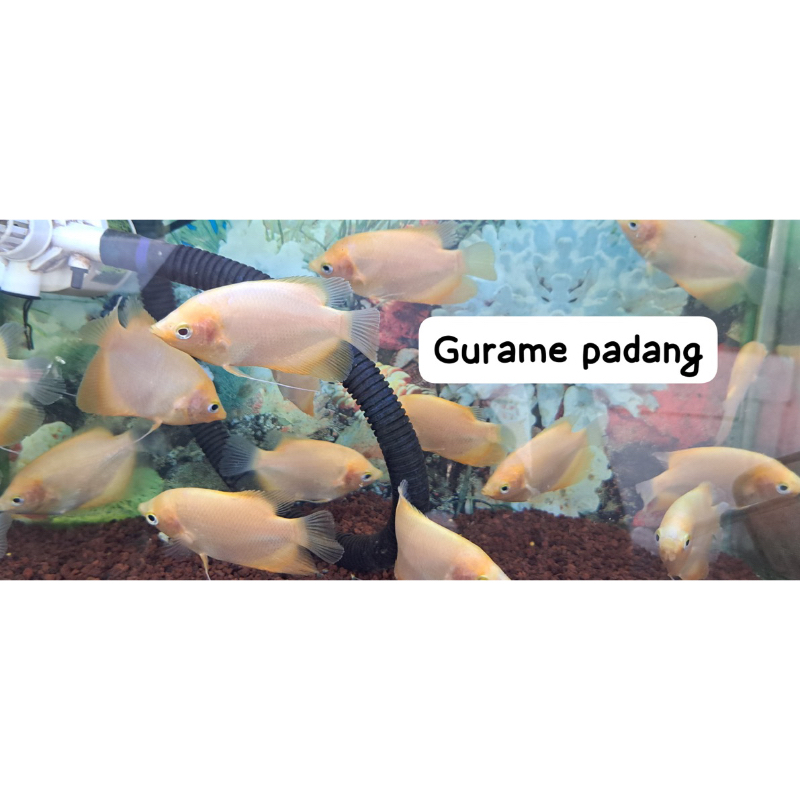 Jual ikan Gurama padang ukuran 12cm | Shopee Indonesia