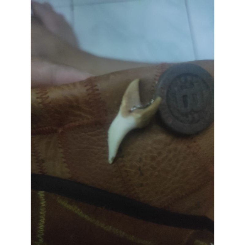 Jual Gigi taring hewan | Shopee Indonesia