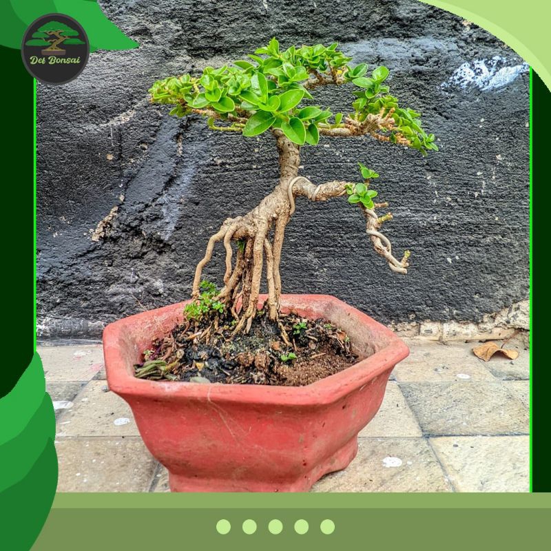 Jual Bonsai Sancang mini ( Bakalan) | Shopee Indonesia