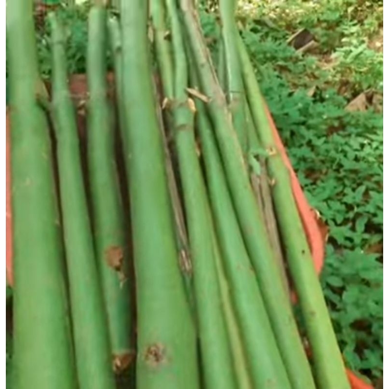 Jual bibit kayu pohon randu 1meter | Shopee Indonesia