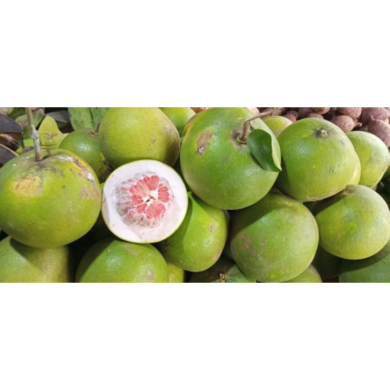 Jual Jeruk bali merah | Shopee Indonesia