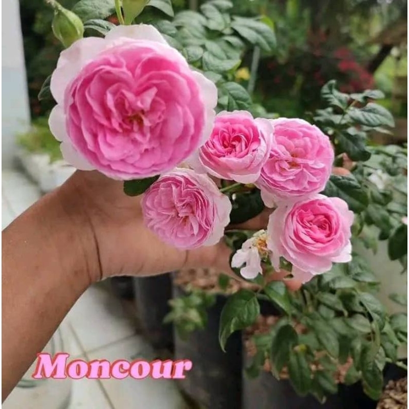 Jual mawar import Moncour plant dewasa berbunga | Shopee Indonesia