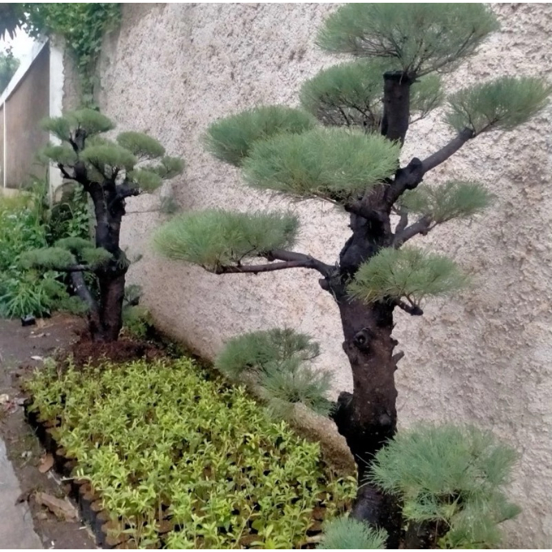 Jual tanaman bonsai cemara udang tinggi 1-2 meter | Shopee Indonesia