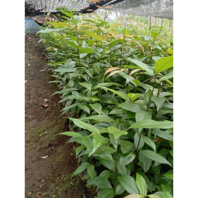 Jual Bibit Kayu Manis / Kulit Manis | Shopee Indonesia