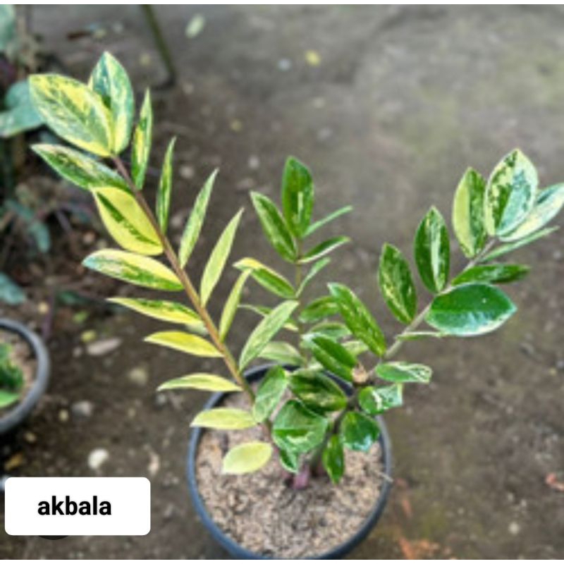 Jual ZAMIA VARIGATA JAMIO VARIGATA ZAMIA PARIGATA JAMIO PARIGATA ...