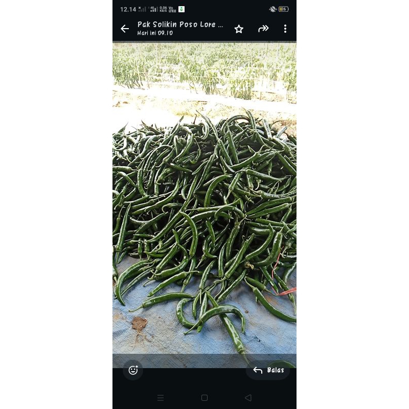 Jual cabe besar mahkota F1 original Korean seed kemasan 10 grm | Shopee ...