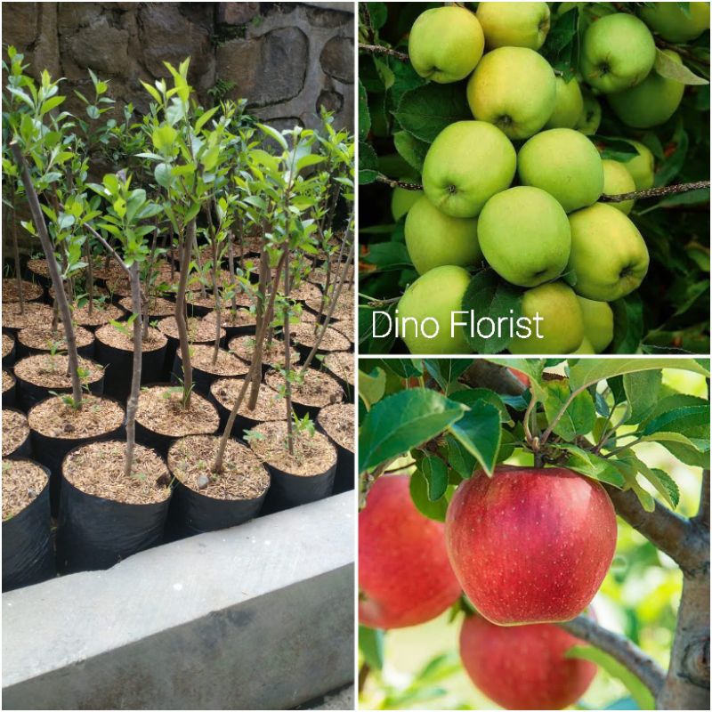 Jual Bibit Tanaman Buah Apel Lokal ( Batang Bawah Apel ) | Shopee Indonesia