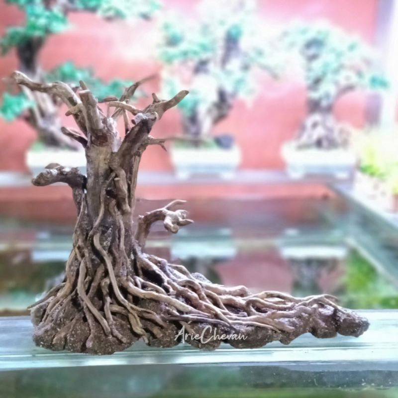 Jual hardscape bonggol ranting akar senggani aquascape untuk dekorasi ...