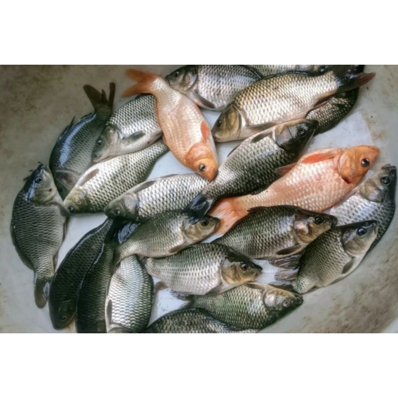 Jual Ikan Mas Segar 1 Kg (Isi 5,6,7 ikan) | Shopee Indonesia