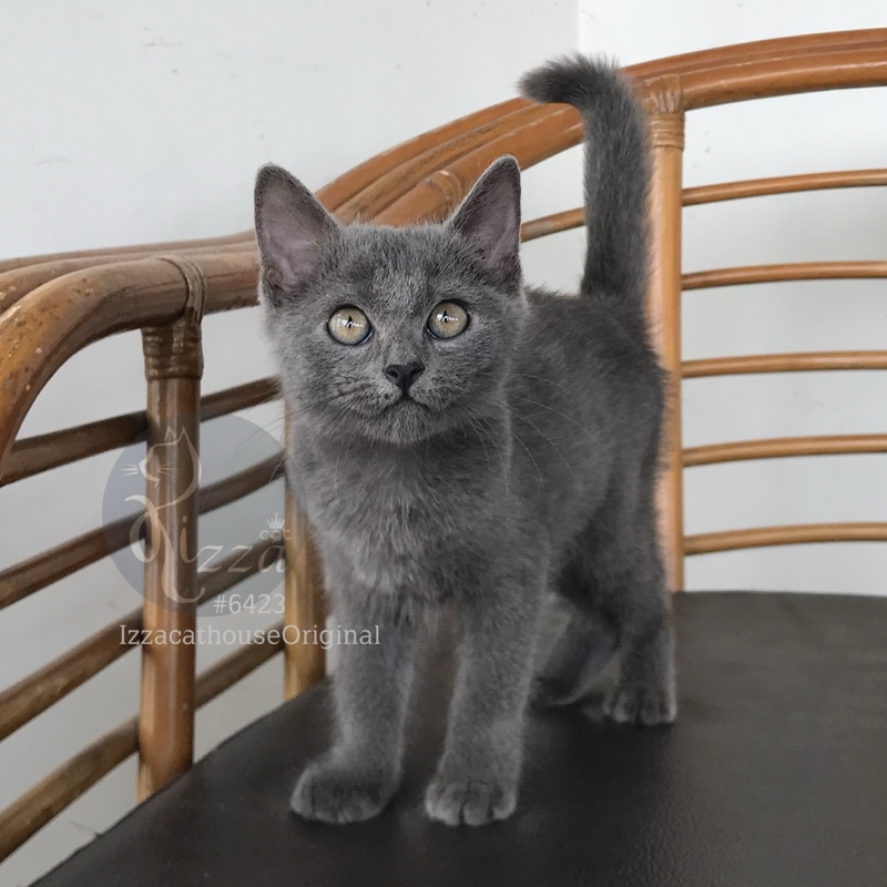 Jual makanan kucing Ras BSH british shorthair pure | Shopee Indonesia