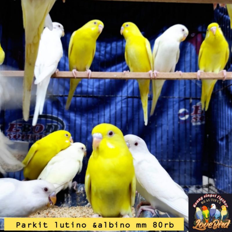 Jual Burung parkit lokal murmer banyak pilihan parkit albino lutino ...