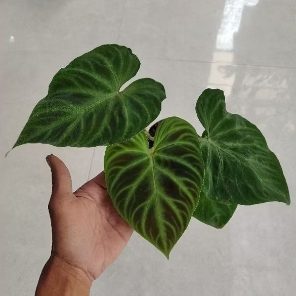 Jual Tanaman Hias Philodendron Verrucosum - Tanaman Aroid - Verokosum ...