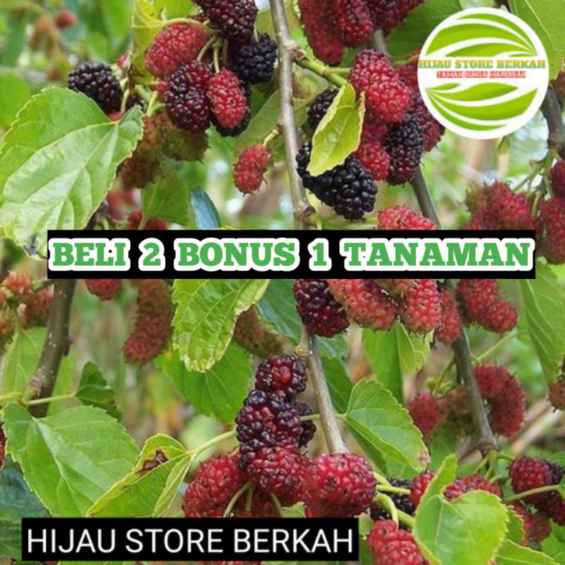 Jual pohon murbei cepat berbuah | Shopee Indonesia