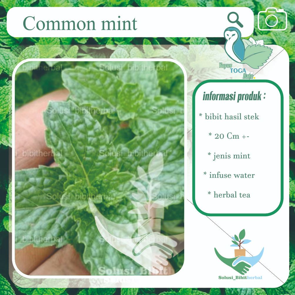 Jual Paper mint common mint | Shopee Indonesia