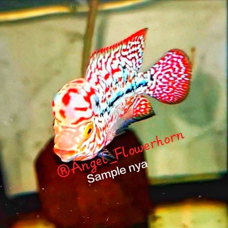 Jual FLASH SALE Burayak Vip Red King Kamfa F2 Smile Cty Thailand ...