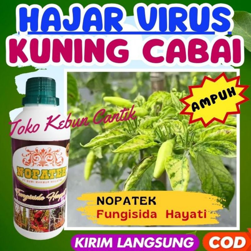 Jual Obat Virus Kuning Cabai - Solusi Cepat Atasi Daun Kuning dan ...