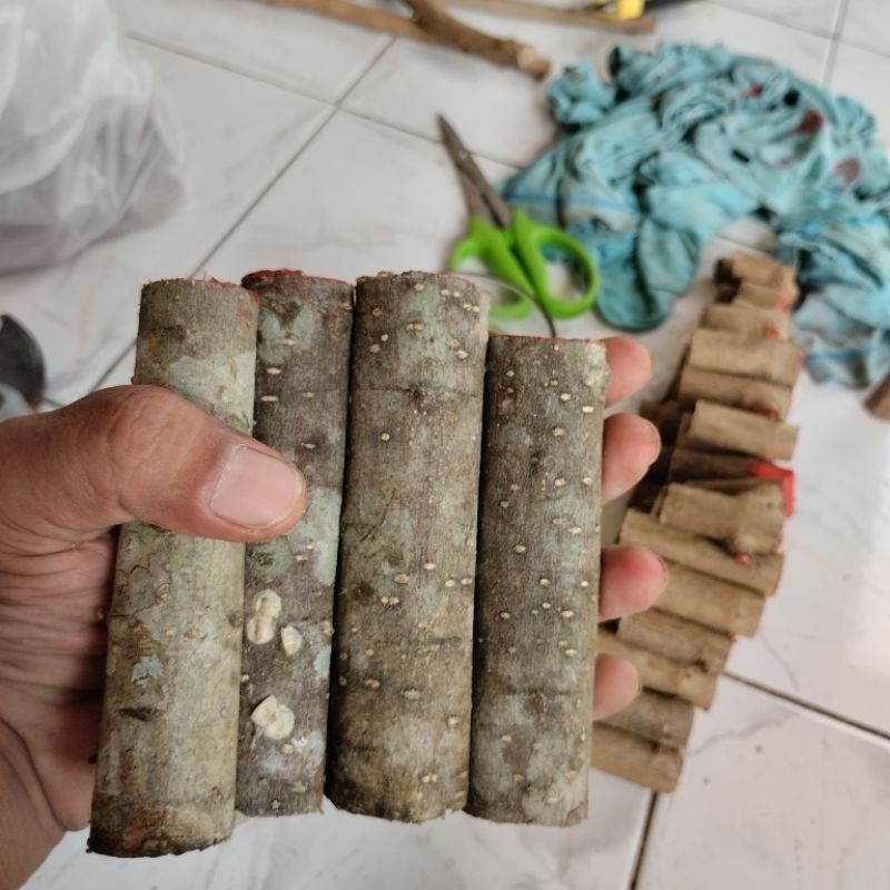 Jual Stek batang anting putri besar isi 4 batang | Shopee Indonesia