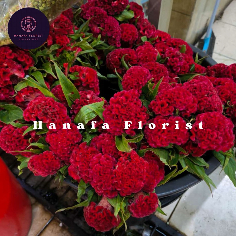 Jual Bunga Lokal Tropis Celosia Asli Fresh ( Bunga Segar Jakarta ...