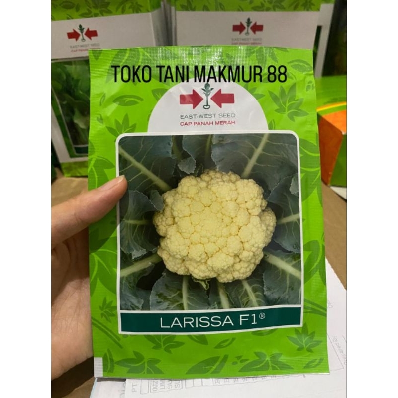 Jual Benih bunga kol LARISSA F1 10 gram biji kembang kol bungkul panah ...