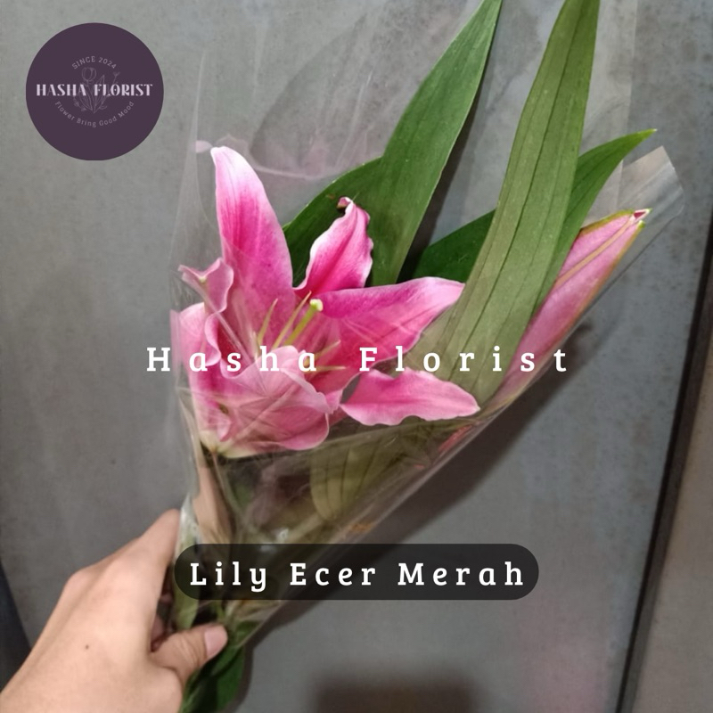 Jual Bunga Casablanca Lily Fresh ECER 1 TANGKAI (Bunga Segar Jakarta ...