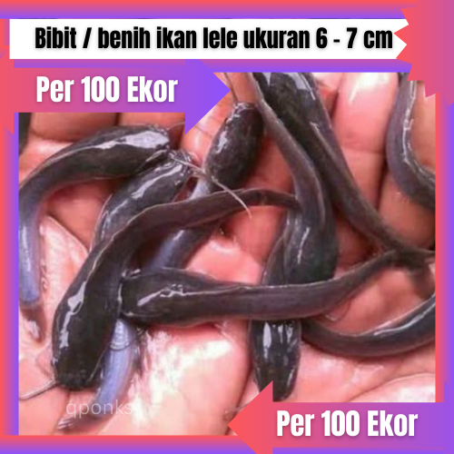 Jual Bibit / benih ikan lele ukuran 6 - 7 cm per 100 ekor | Shopee ...