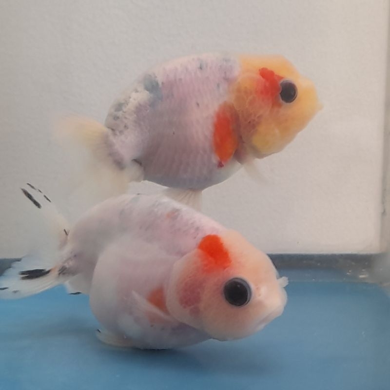 Jual ikan mas koki ranchu sakura lionhead | Shopee Indonesia