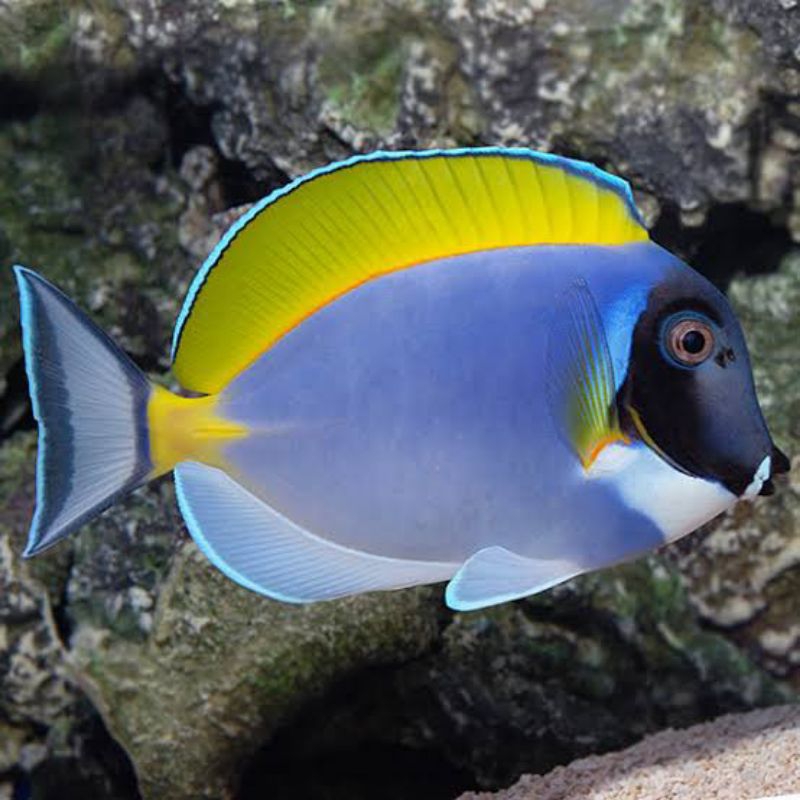 Jual ikan hias laut botana biru bobi powder blue tang | Shopee Indonesia