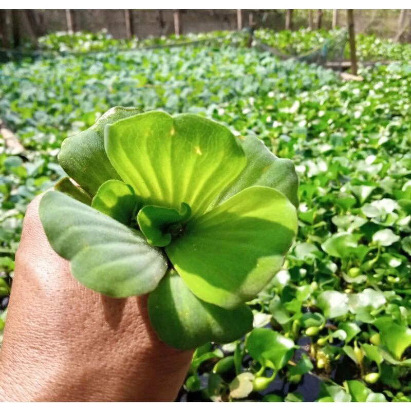 Jual KAYU APU APON-Apon kayu apu jumbo | Shopee Indonesia