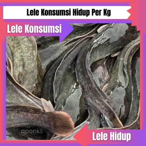 Jual Ikan Lele Per Kg Terlengkap & Harga Terbaru April 2026 | Shopee ...