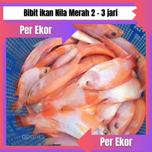 Jual Bibit / benih ikan Nila Merah 2 jari Per Ekor | Shopee Indonesia