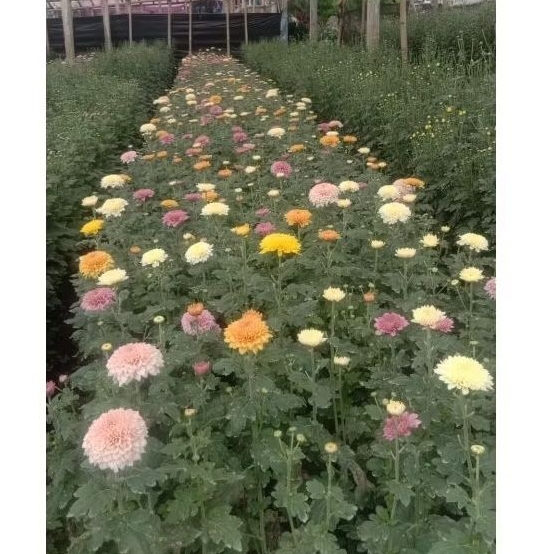 Jual Bunga Gompie Potong Segar Dekorasi~ | Shopee Indonesia