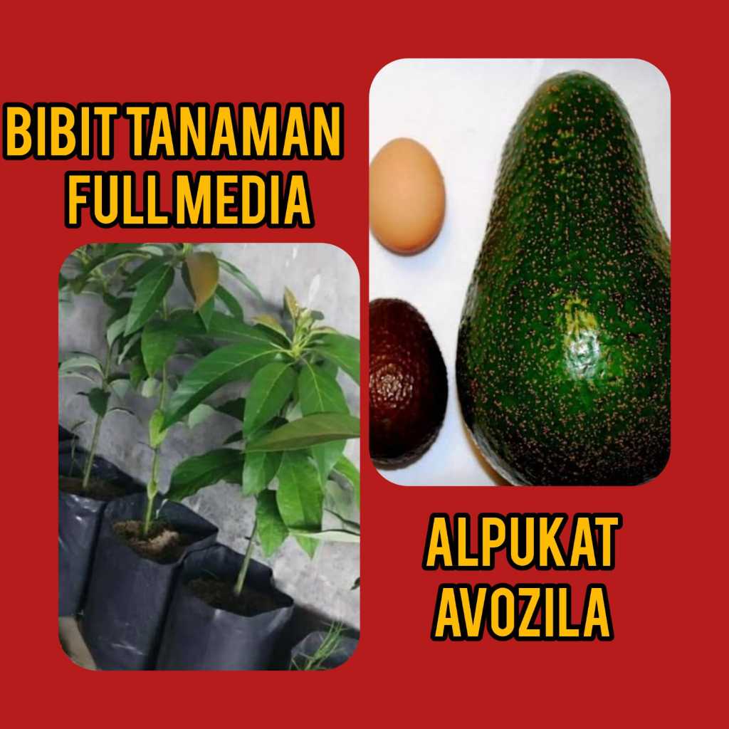 Jual Bibit Alpukat Avozilla Full Media | Shopee Indonesia