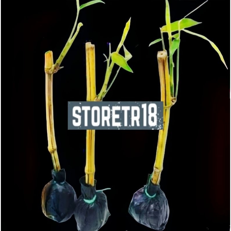 Jual Bibit Stek Batang Bambu Kuning Ukuran Sedang Isi 2 Bibit | Shopee ...