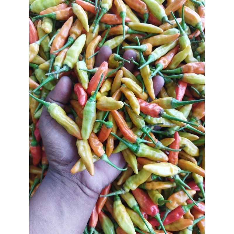 Jual Cabai Cabe Lombok Rawit 2 kg/ ORI Fresh Kemasan 2 kg | Shopee ...