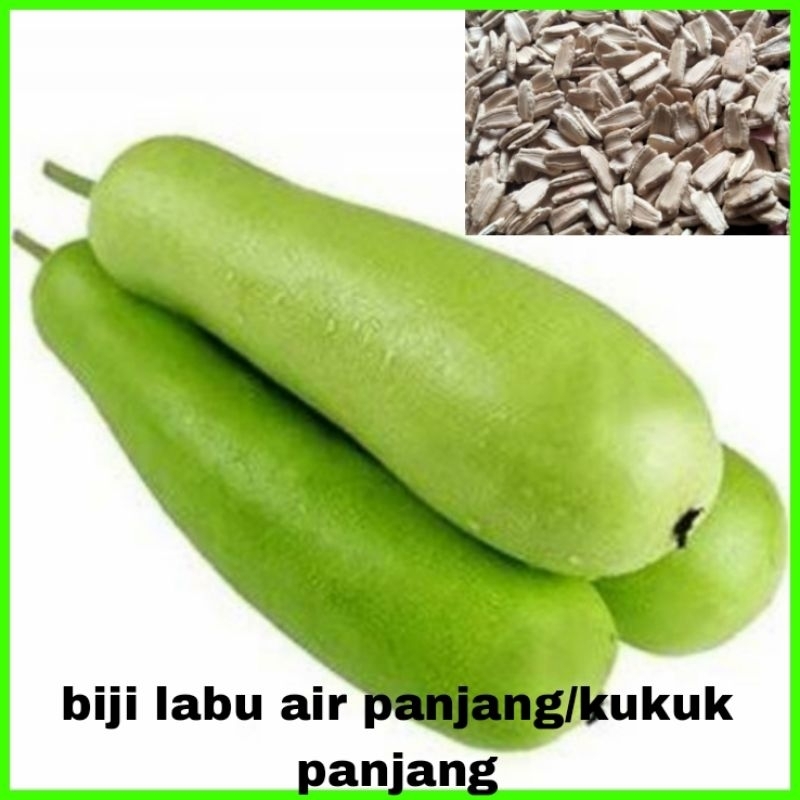 Jual biji benih labu air panjang/kukuk panjang isi (100 biji) | Shopee ...