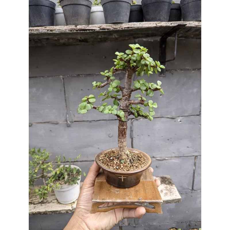Jual Bonsai Jade Plant ukuran mame (real pict) | Shopee Indonesia