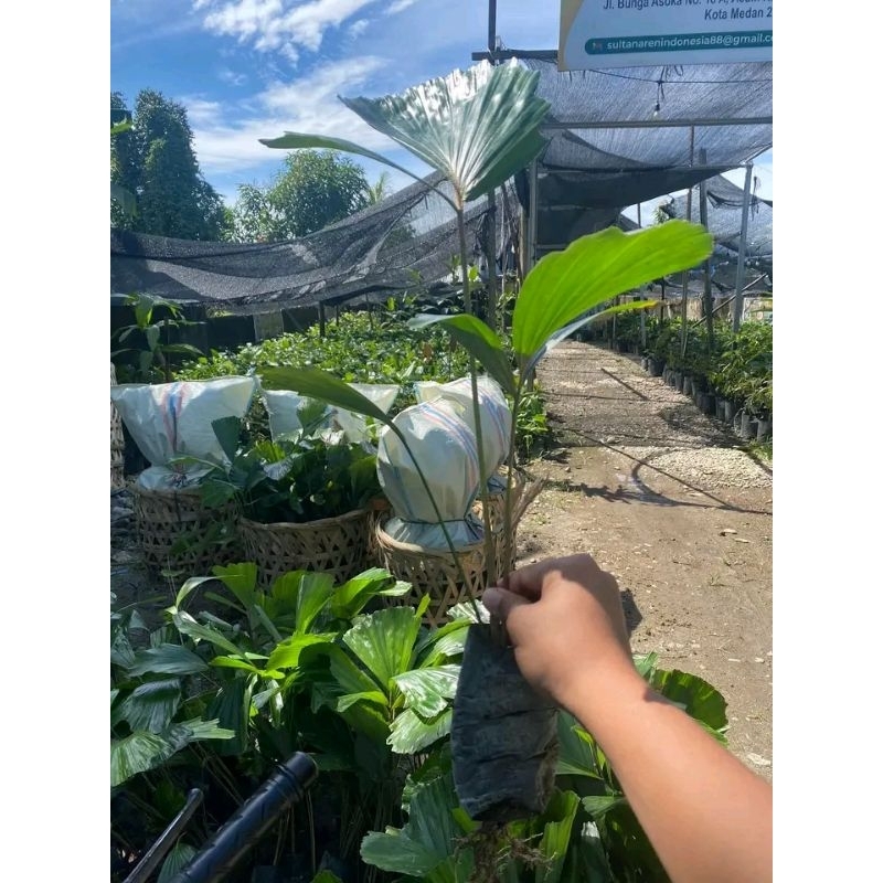 Jual BIBIT AREN GENJAH UNGGUL SIAP TANAM TINGGI BIBIT 50CM | Shopee ...