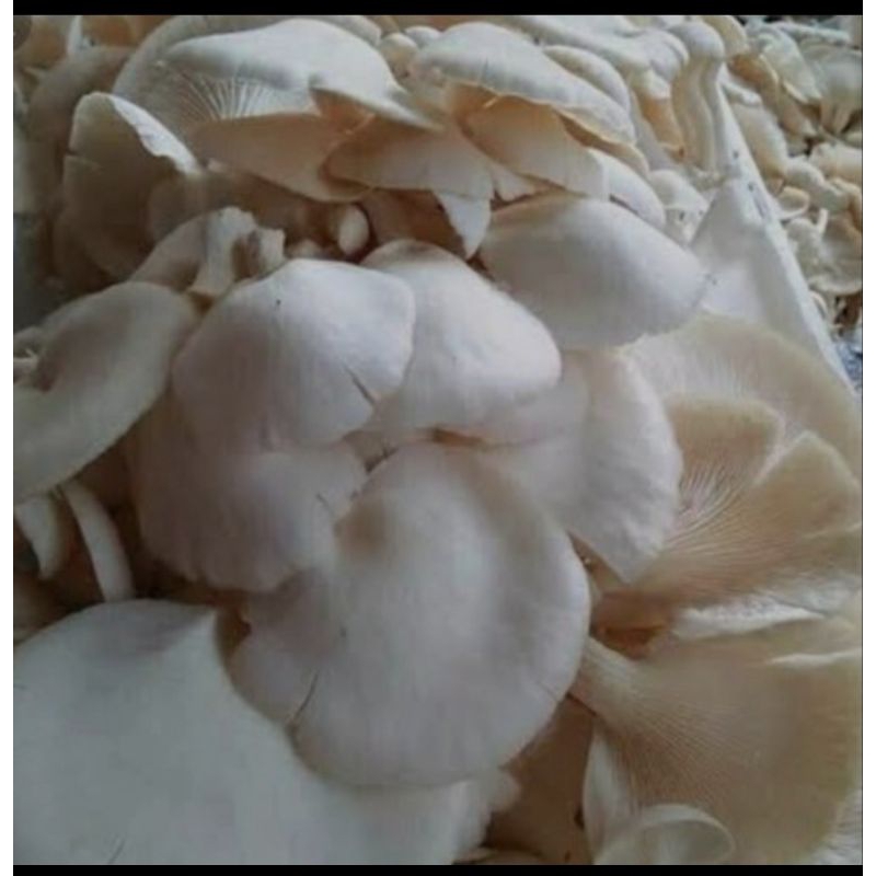 Jual Jamur tiram 1 kg | Shopee Indonesia