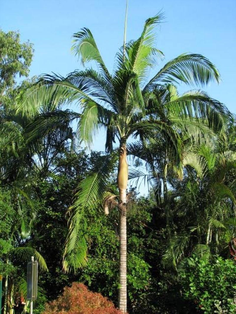 Jual Benih Langka / Biji Palem / Palm Seeds: Dictyosperma album ...