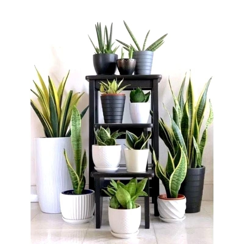 Jual Tanaman Hias Sansivera Lidah Mertua list kuning Tanaman kesehatan ...