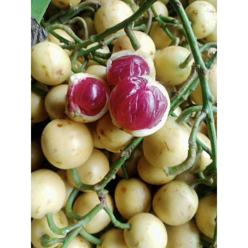 Jual buah menteng / kemundung kepundung 1kg | Shopee Indonesia