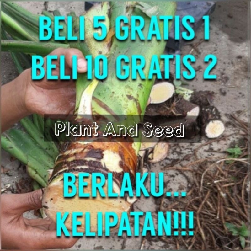 Jual INDUKAN MAHKOTA TALAS BENENG SUPER JUMBO ( 1 Bibit ) | Shopee ...