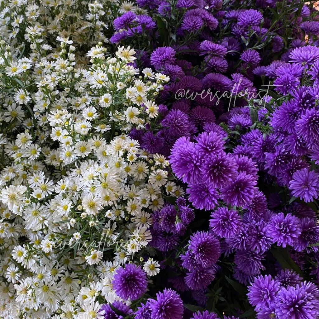 Jual EVERSA FLORIST - Bunga Pikok Peacock Ungu Segar | Shopee Indonesia