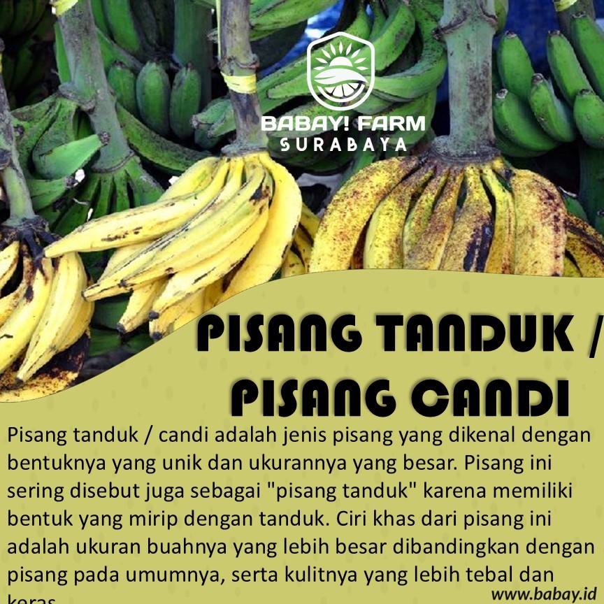 Jual Buah Pisang Tanduk per 1 sisir / Pisang Candi 1 tandan | Shopee ...