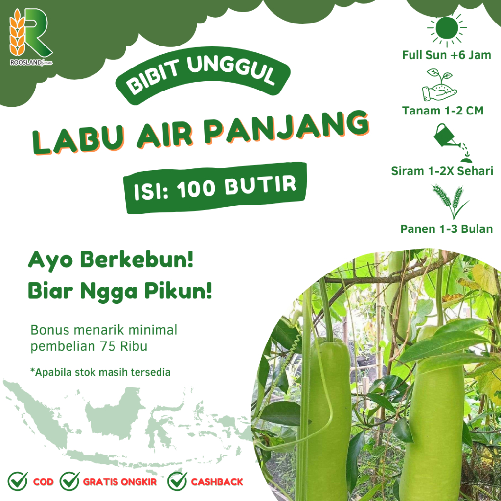 Jual BENIH LABU AIR PANJANG (100 BUTIR) | Shopee Indonesia