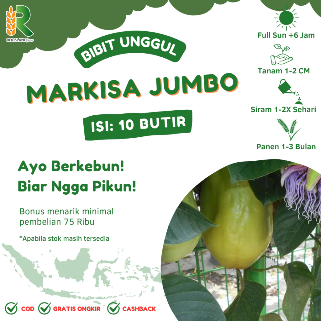 Jual BENIH BIJI MARKISA JUMBO (10 BUTIR) | Shopee Indonesia