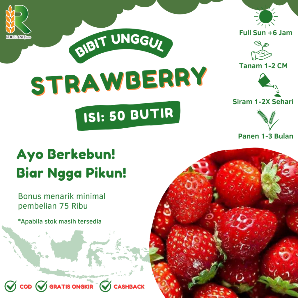 Jual (50 BUTIR) BENIH BIJI BUAH STRAWBERRY MERAH MANIS KUALITAS UNGGUL ...