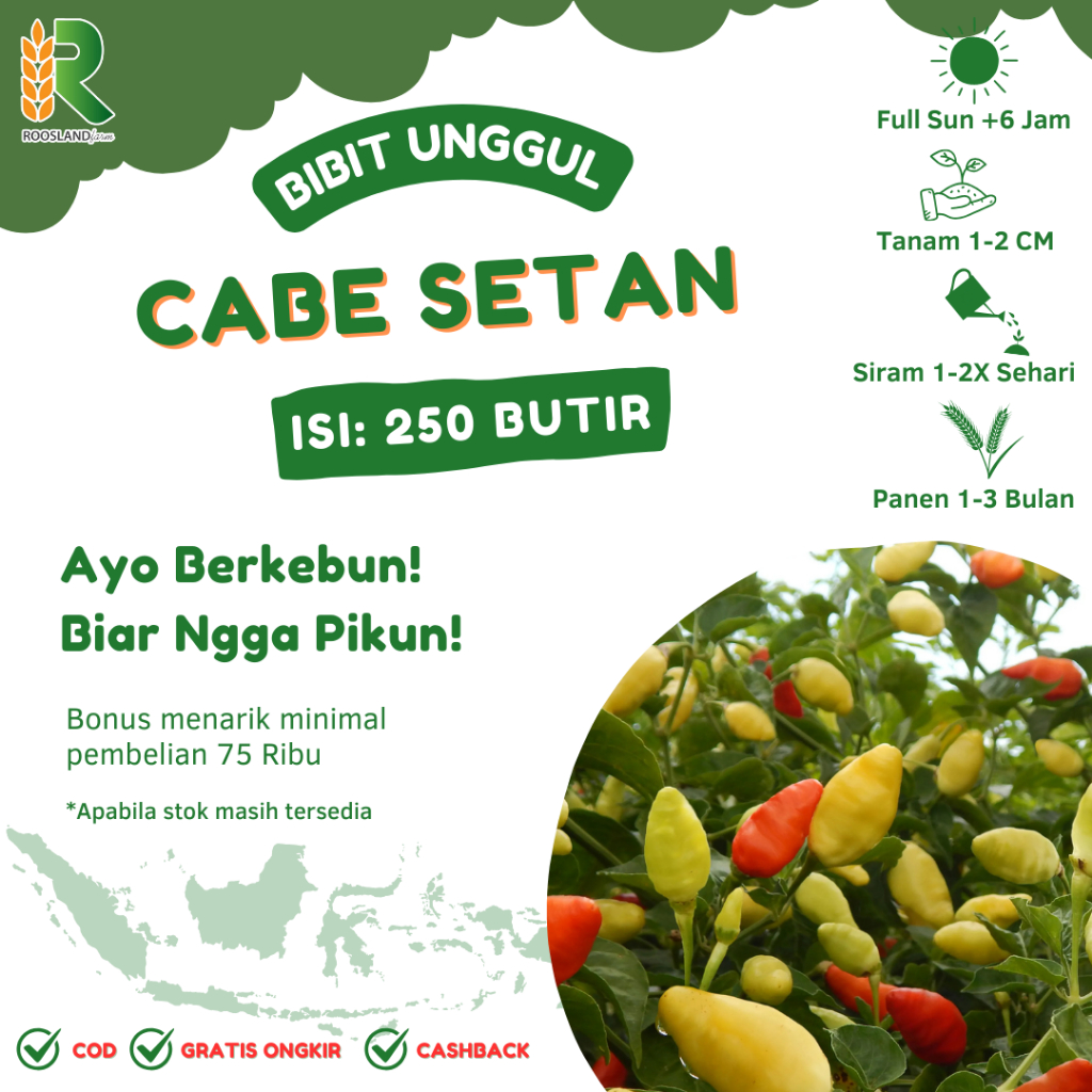 Jual CABE SETAN PEDAS (250 SEEDS) | Shopee Indonesia